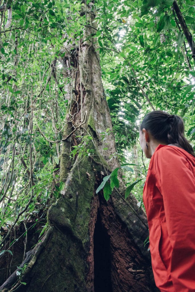 Nature Based Hanging Bridges | Sky Adventures
