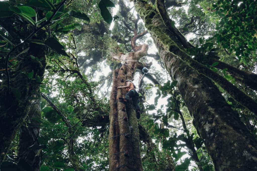 Arboreal Natural Tree Climbing Park | Sky Adventures Arboreal Natural Tree Climbing Park | Sky Adventures